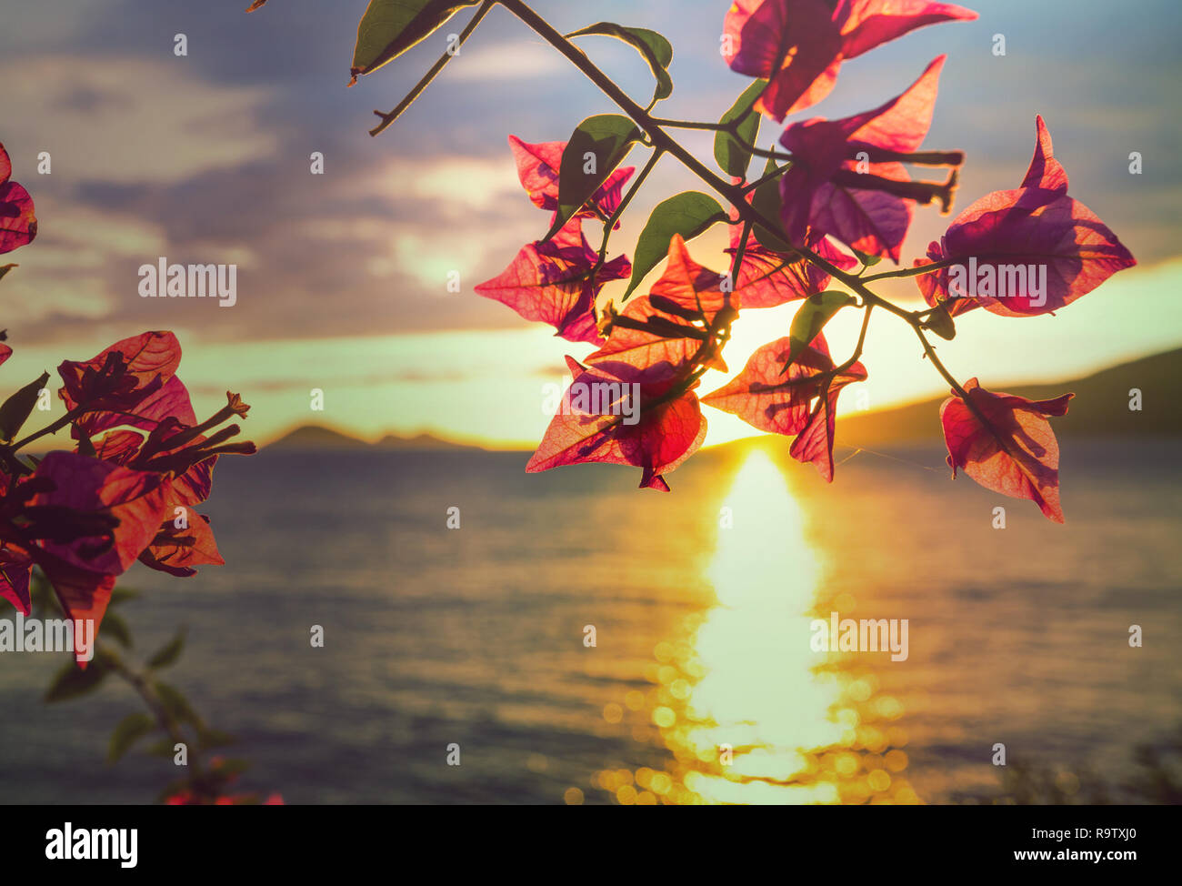 Fantastic tropical sunset in flowers garden Stock Photo - Alamy
