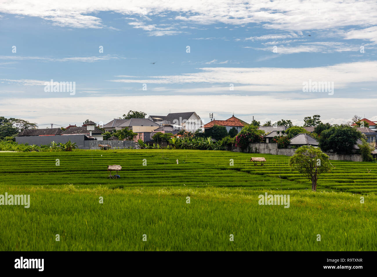 Rice fields, houses of Balinese village, clouds. Rural landscape, Bali ...