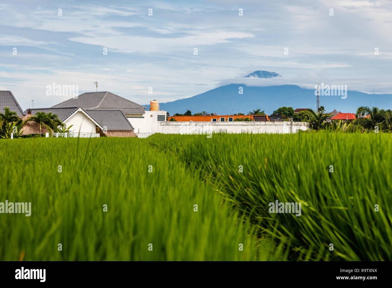 Rice fields, houses of Balinese village, clouds. Rural landscape, Bali ...