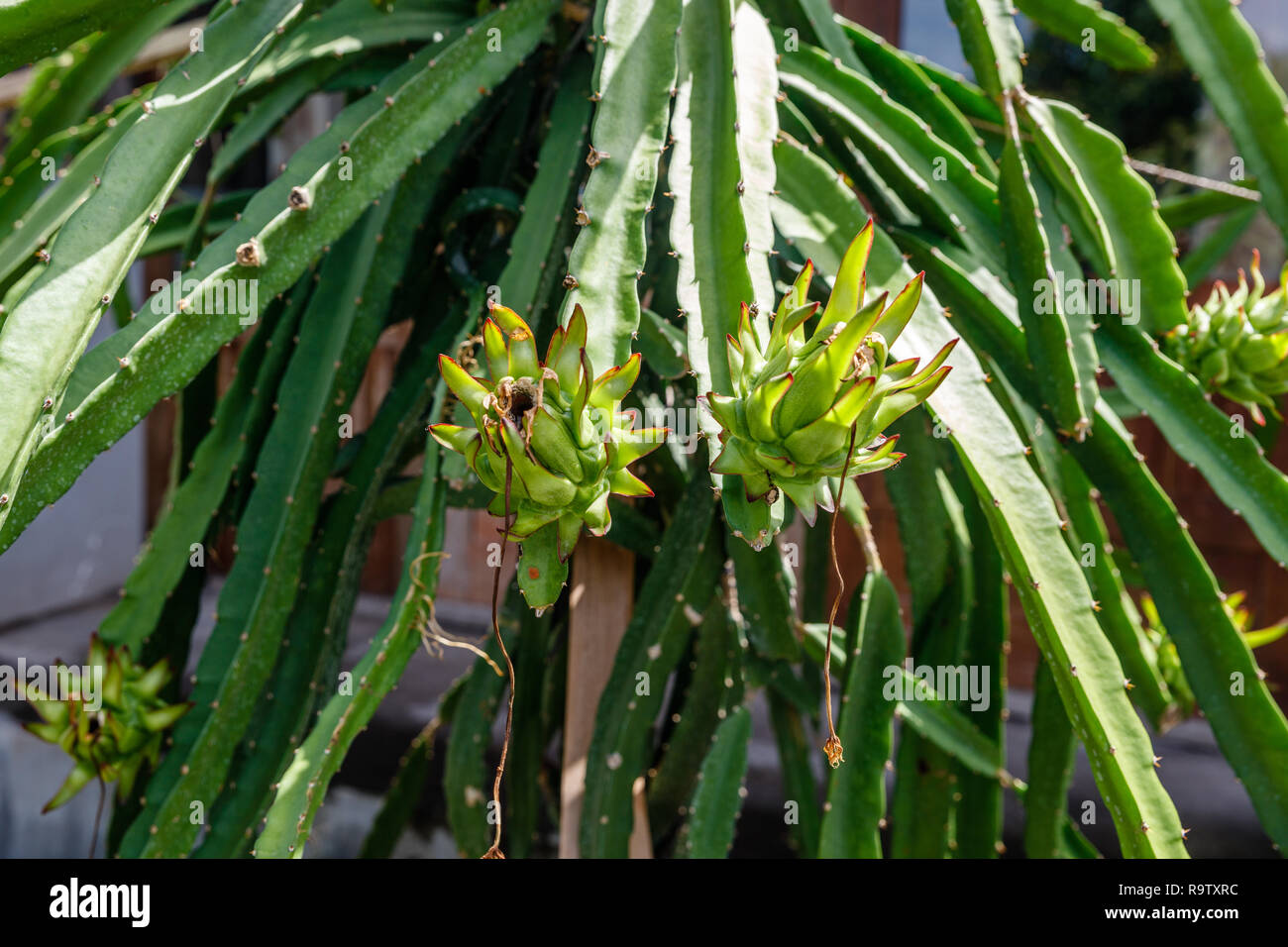Growing Red dragon fruit or pitaya. Bali, Indonesia Stock Photo - Alamy