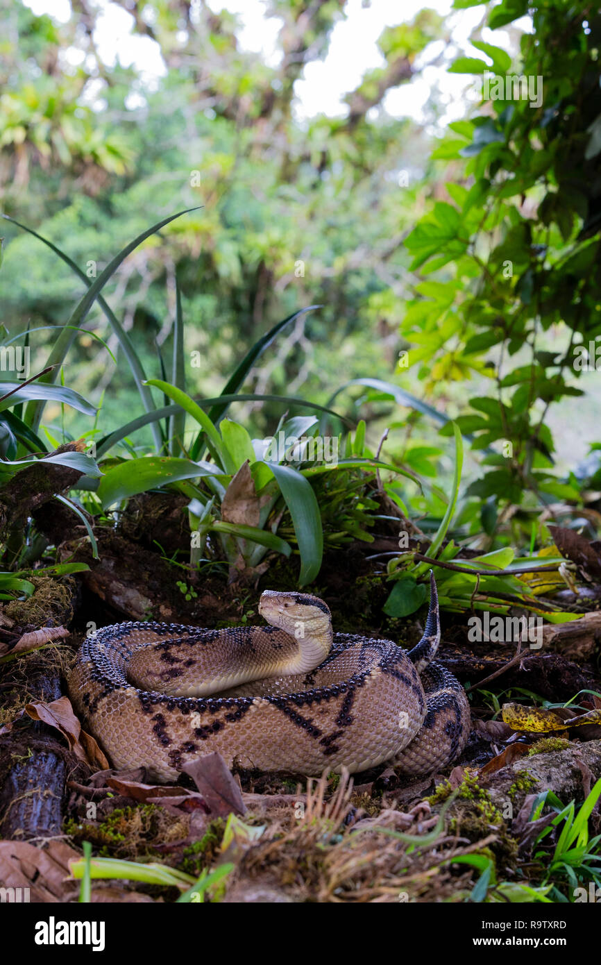 Venomous Bushmaster snake in Arenal, Costa Rica Stock Photo - Alamy