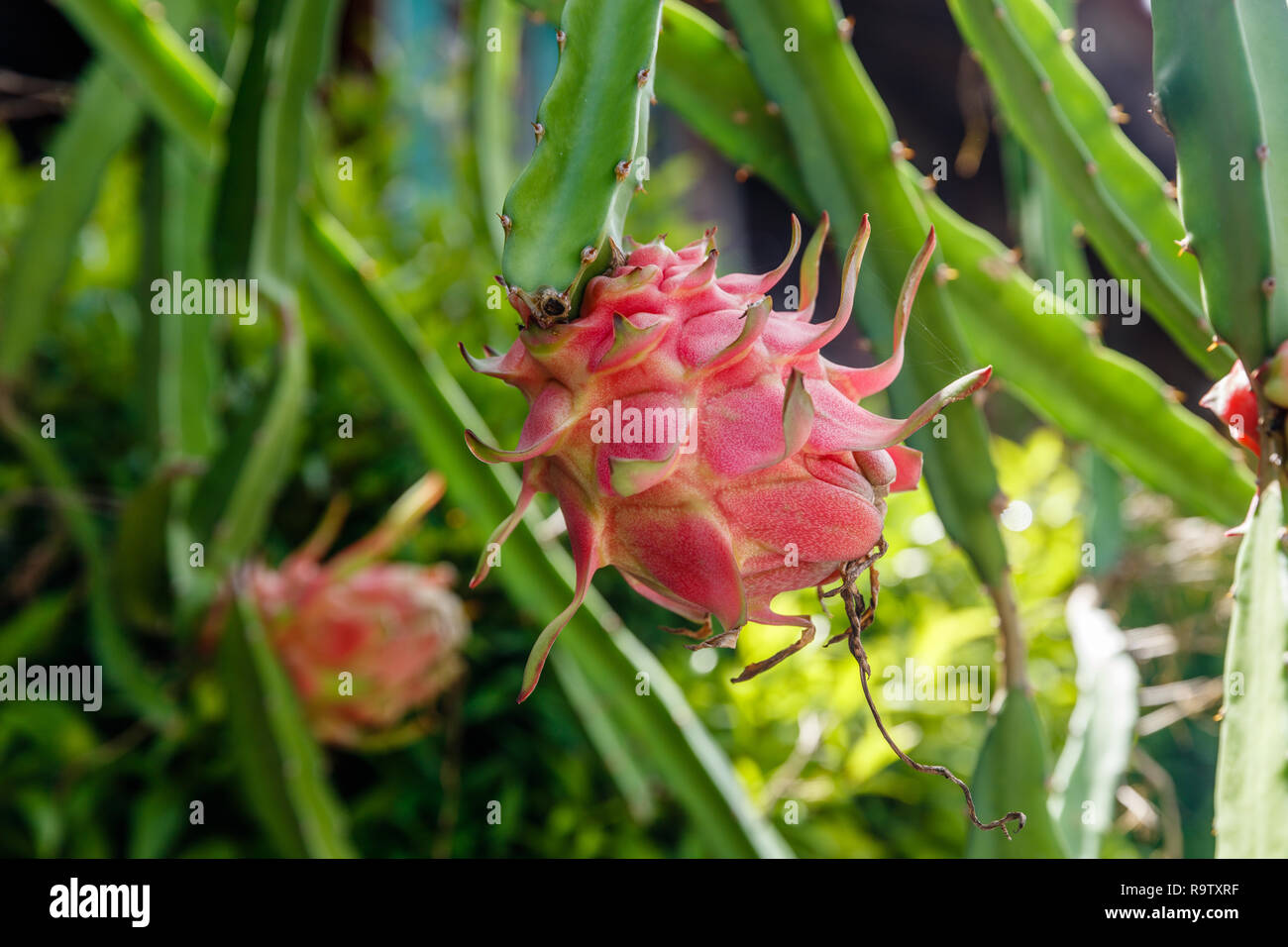Growing Red dragon fruit or pitaya. Bali, Indonesia Stock Photo - Alamy