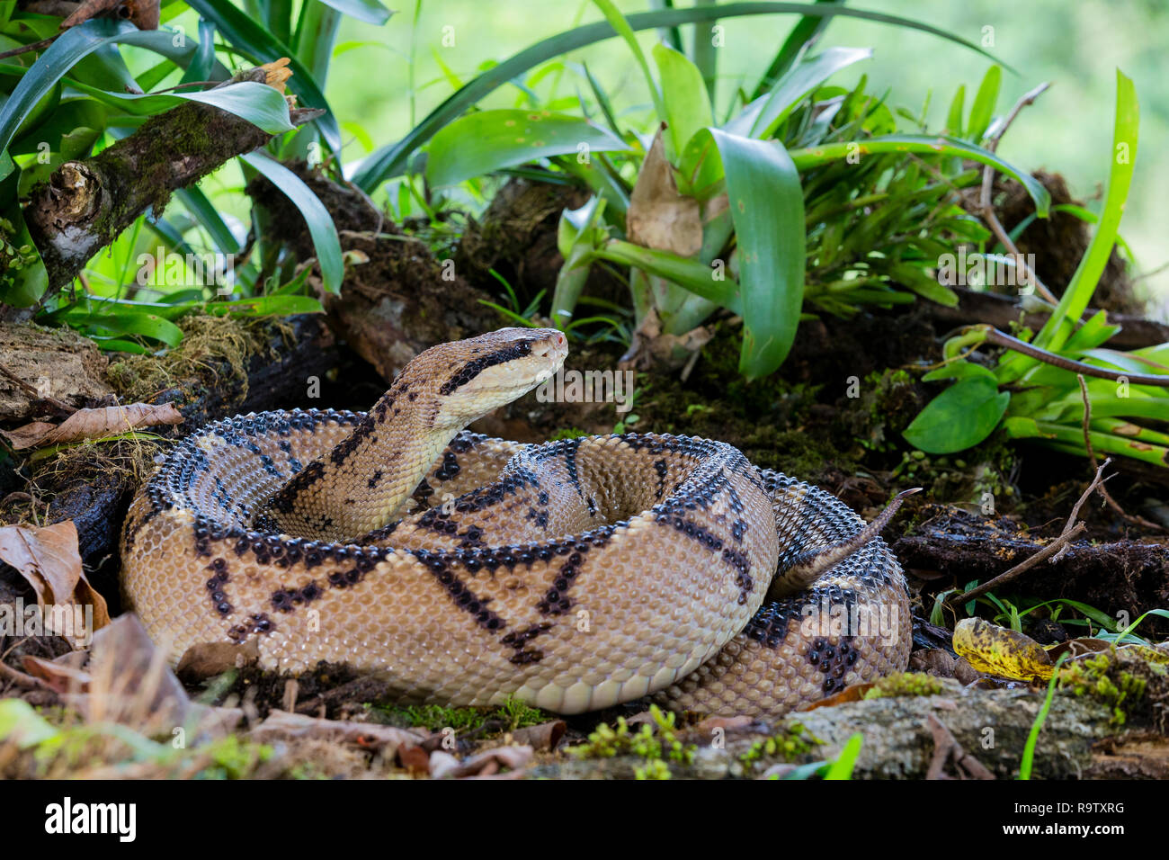 Venomous Bushmaster snake in Arenal, Costa Rica Stock Photo - Alamy