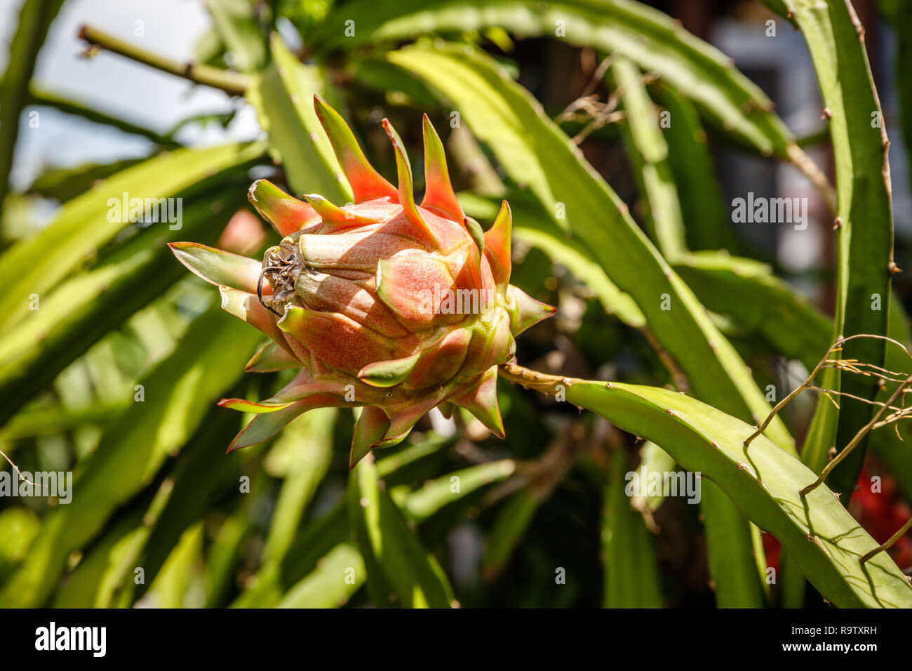 Growing Red dragon fruit or pitaya. Bali, Indonesia Stock Photo - Alamy