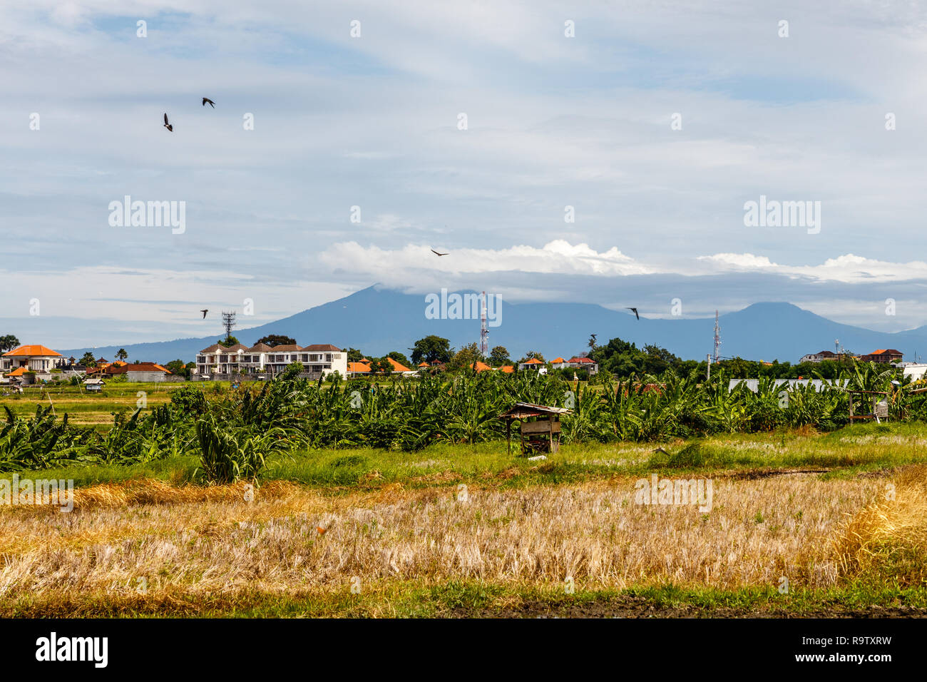 Rice fields, houses of Balinese village, clouds. Rural landscape, Bali ...