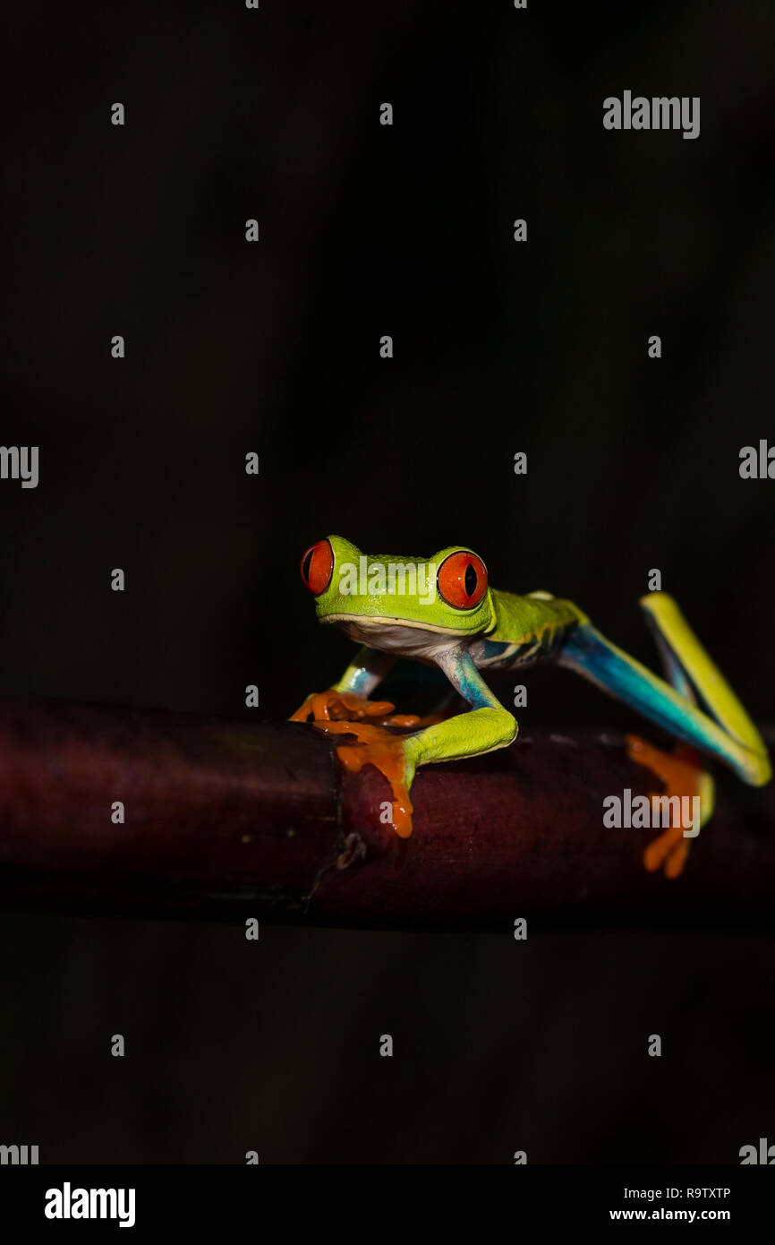Costa rican amphibians hi-res stock photography and images - Alamy