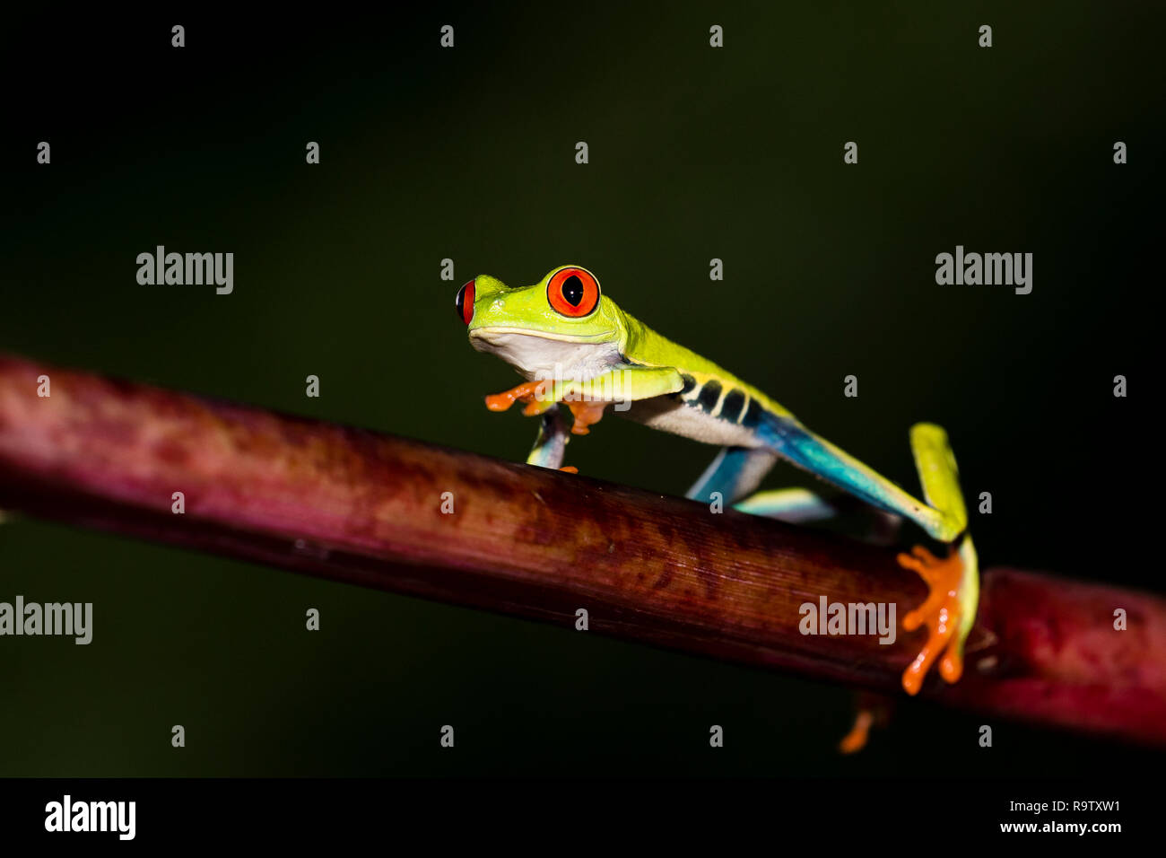 Red Eyed Leaf Frog in Arenal, Costa Rica Stock Photo - Alamy