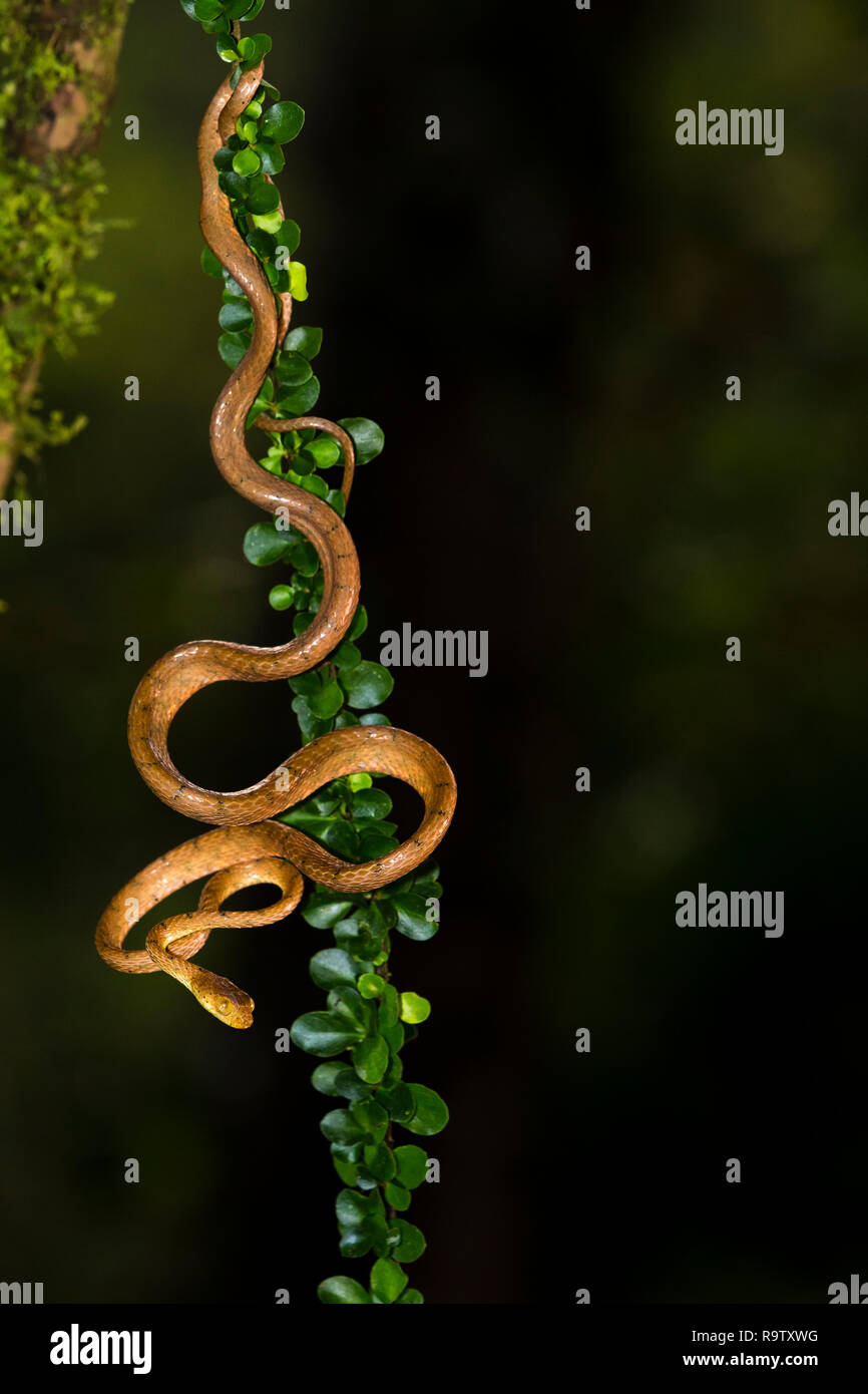 Plain blunt-headed tree snake in Arenal, Costa Rica Stock Photo - Alamy