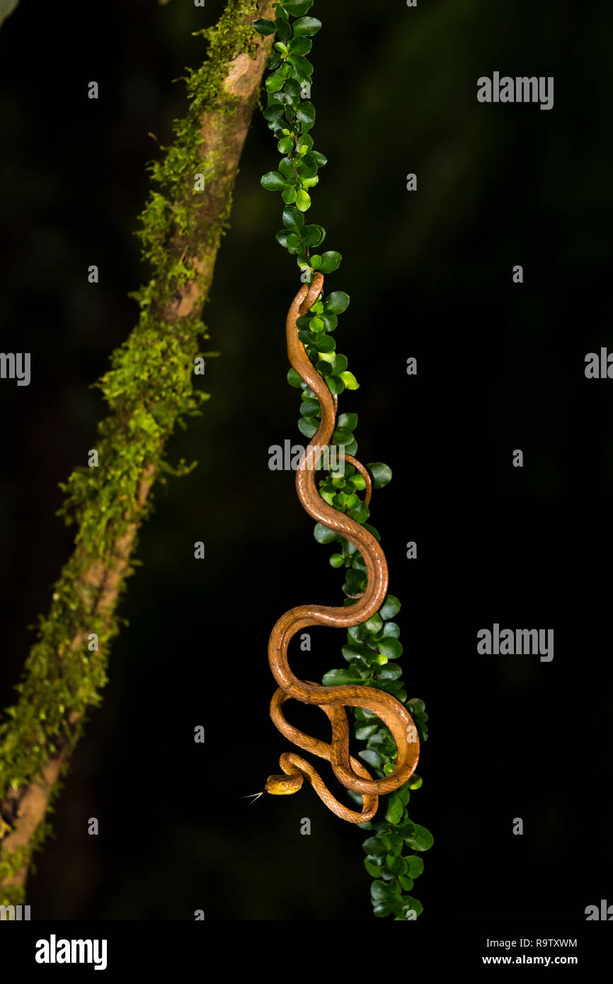 Plain blunt-headed tree snake in Arenal, Costa Rica Stock Photo - Alamy