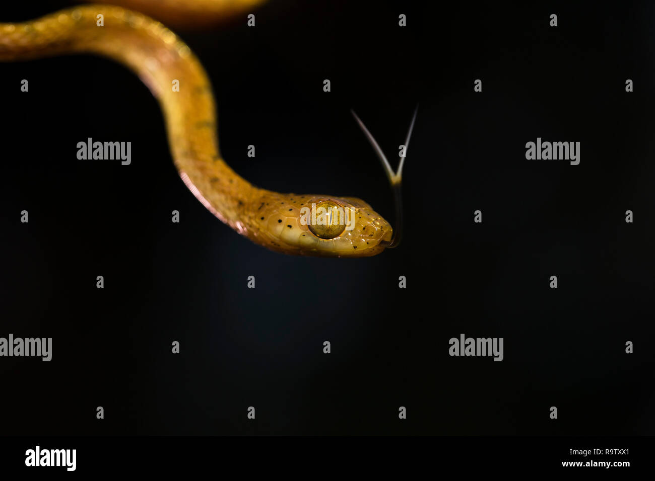 Plain blunt headed tree snake hi-res stock photography and images - Alamy