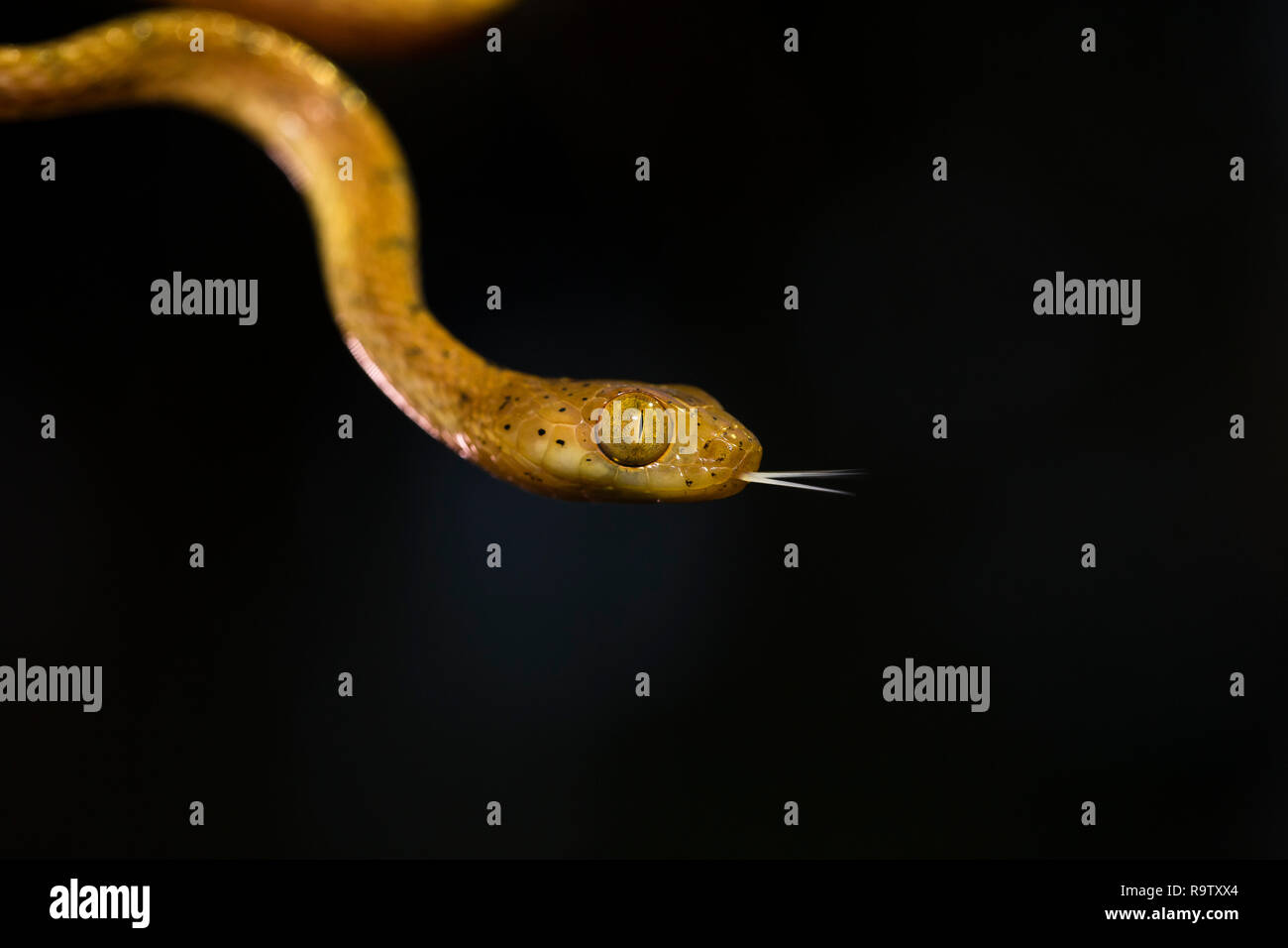 Plain blunt-headed tree snake in Arenal, Costa Rica Stock Photo - Alamy