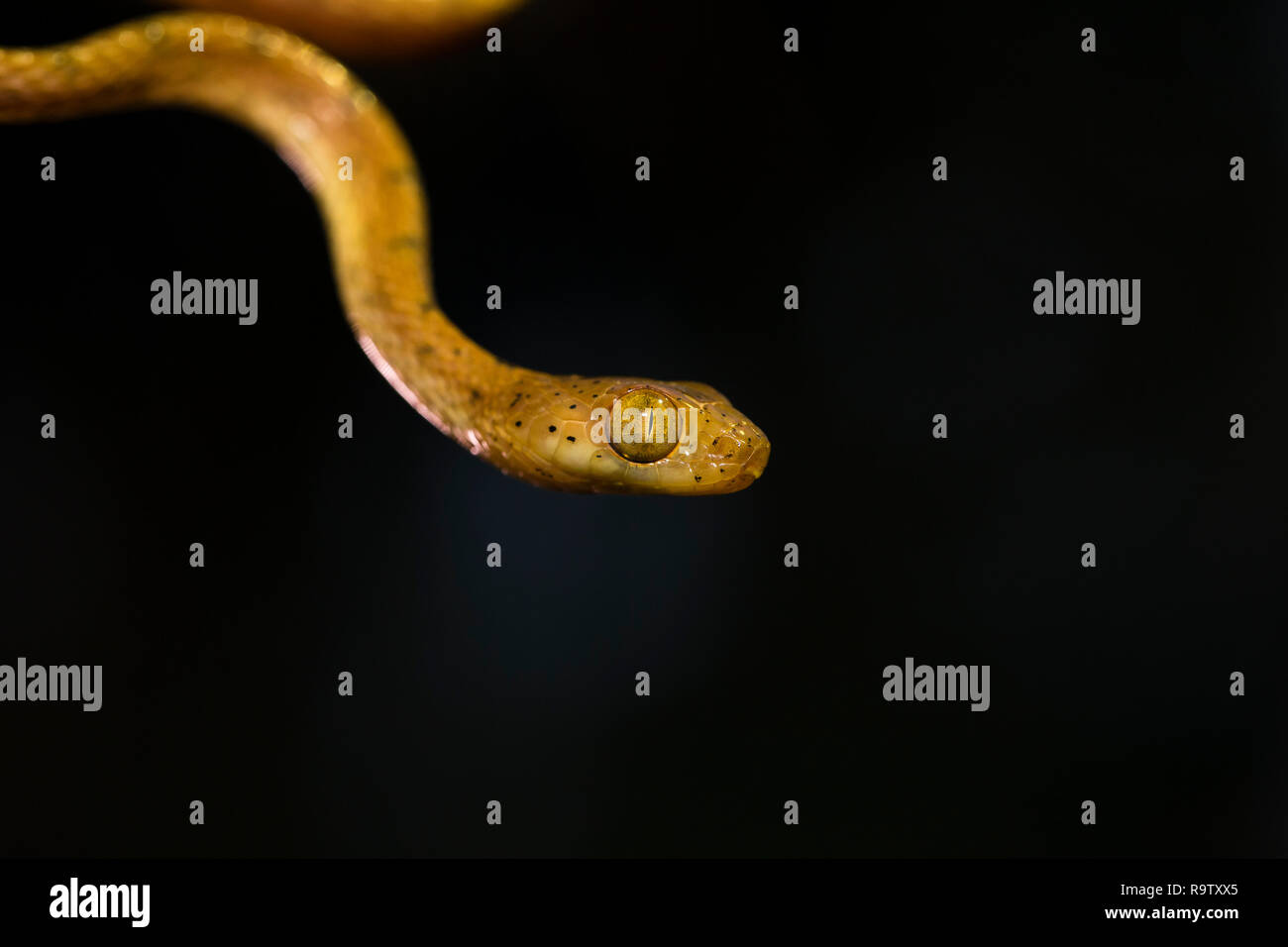 Plain blunt-headed tree snake in Arenal, Costa Rica Stock Photo - Alamy