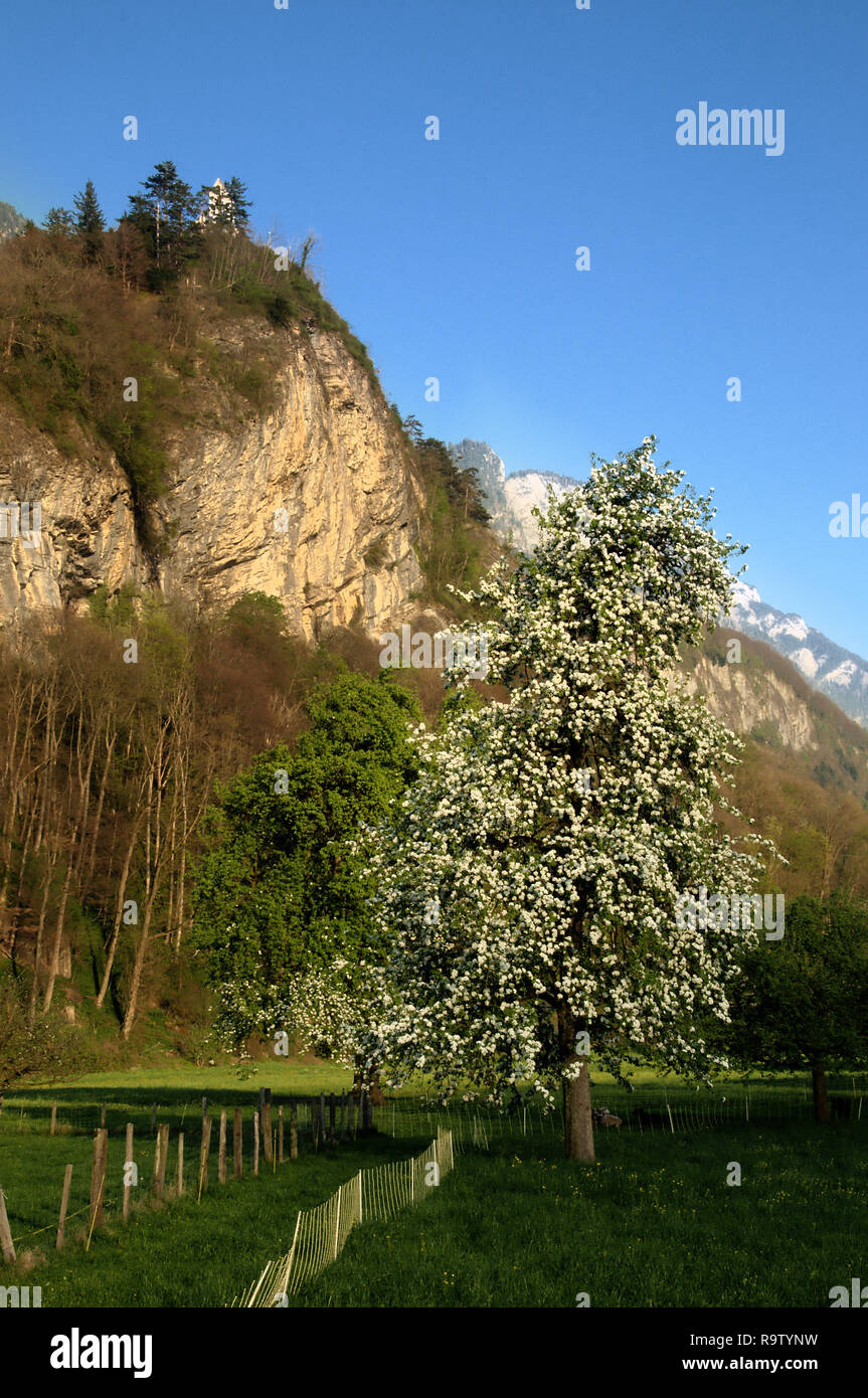 Pear tree in blossom during Spring, Swiss Alps Stock Photo - Alamy