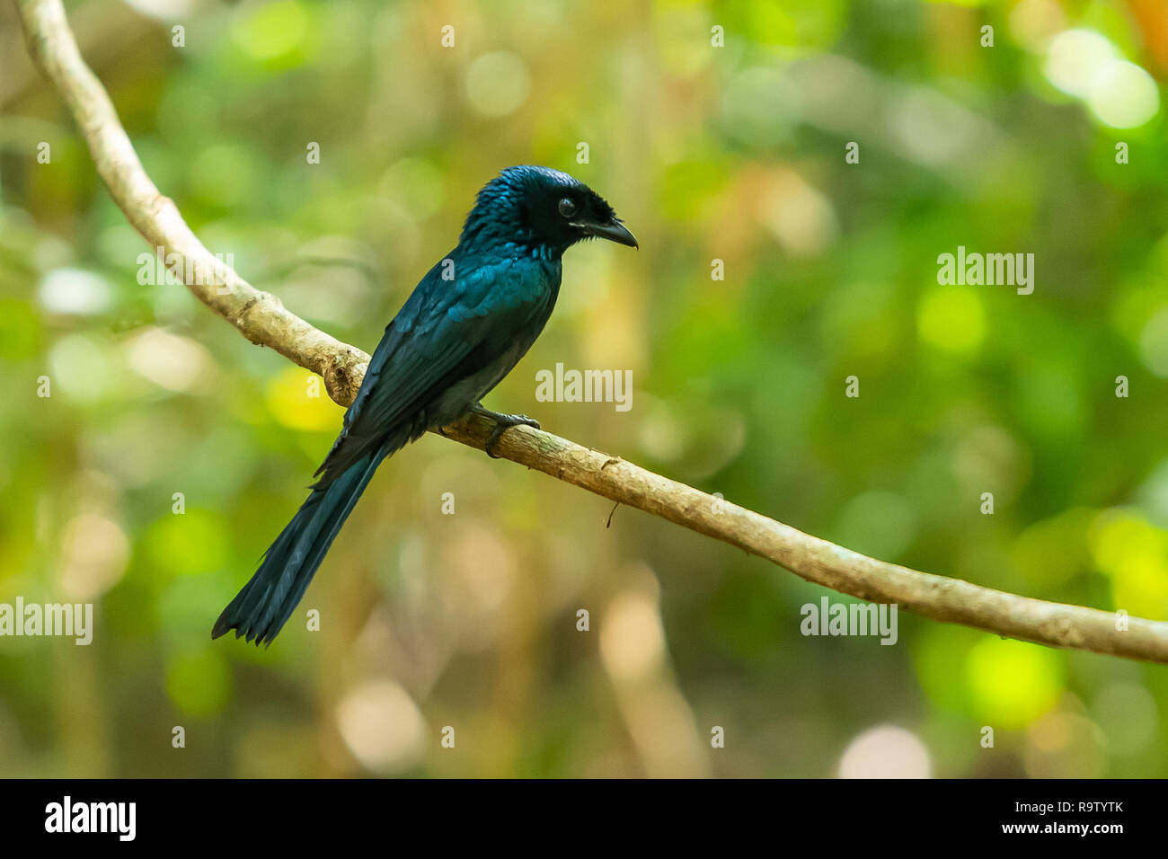 Lesser racket tailed drongo hi-res stock photography and images - Alamy