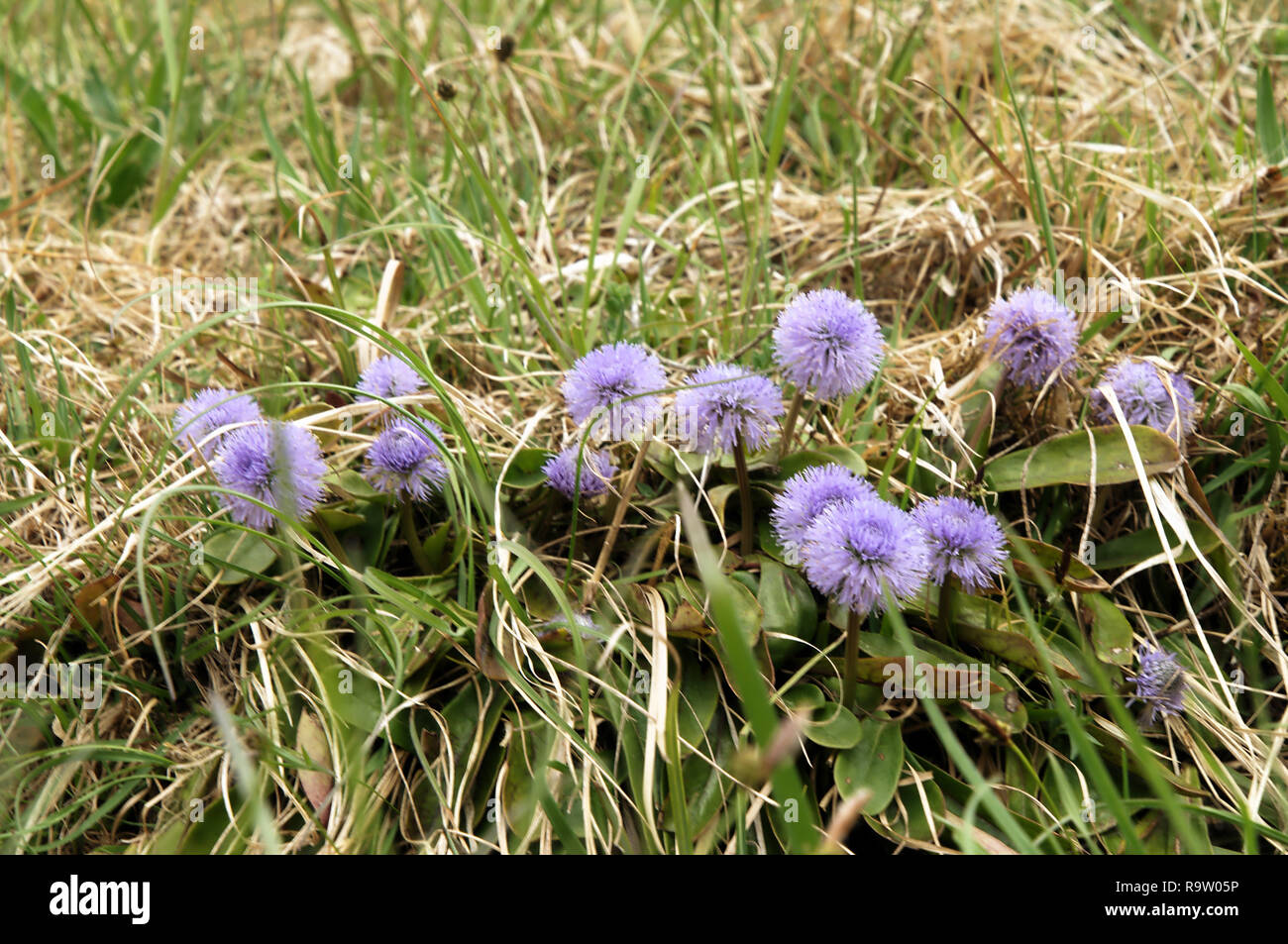 Globe daisy (Globularia incanescens) flowering on Walenstadt, Berg ...