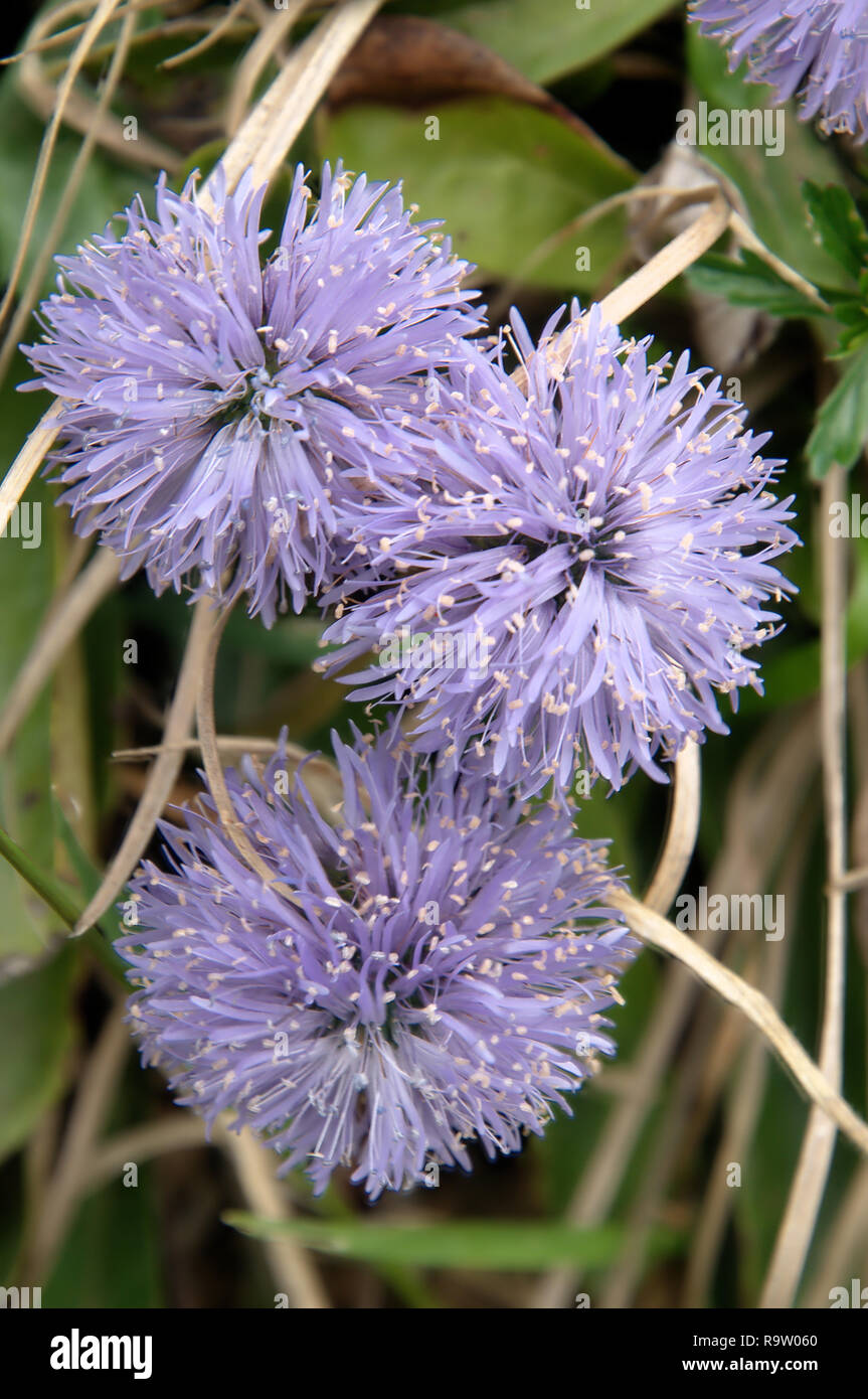 Globe daisy (Globularia incanescens) flowering on Walenstadt, Berg ...