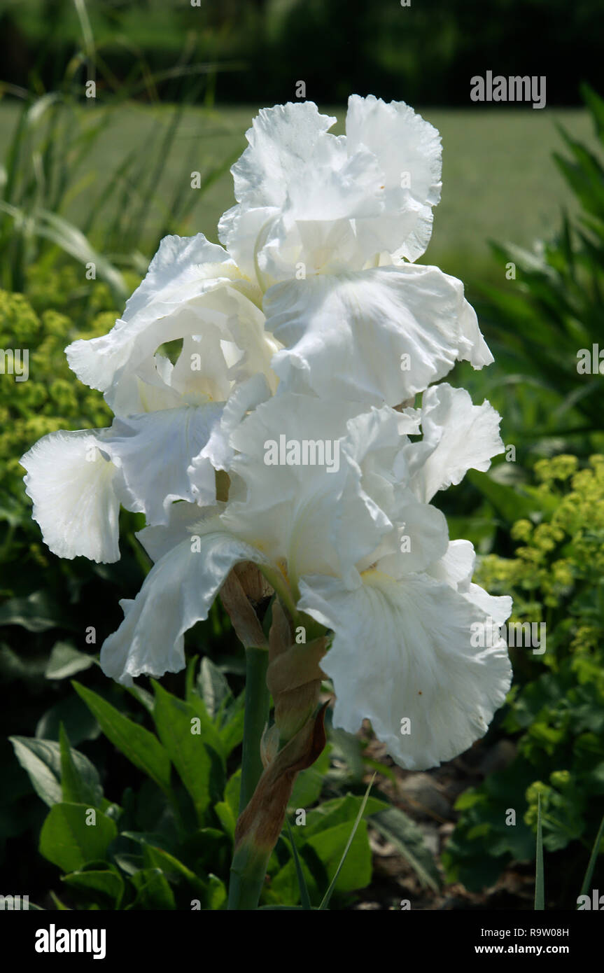 White iris flowers in Swiss cottage garden Stock Photo - Alamy