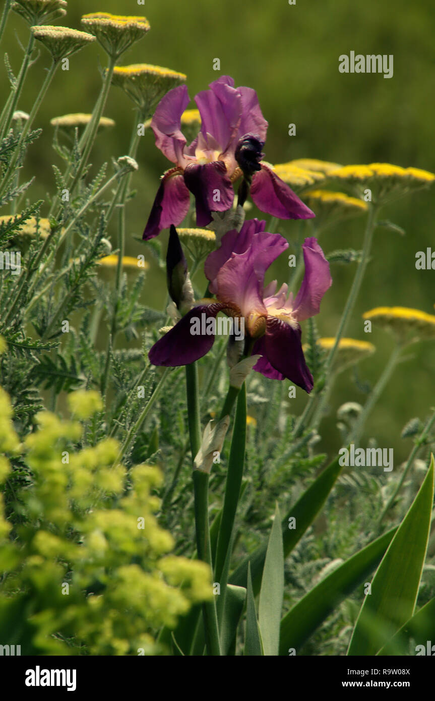 Purple bearded iris flowering in Swiss alpine village of Berschis Stock ...