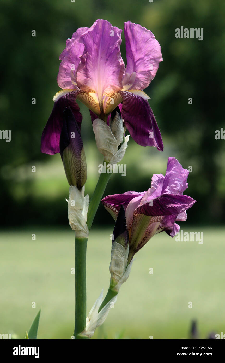 Purple bearded iris flowering in Swiss alpine village of Berschis Stock ...