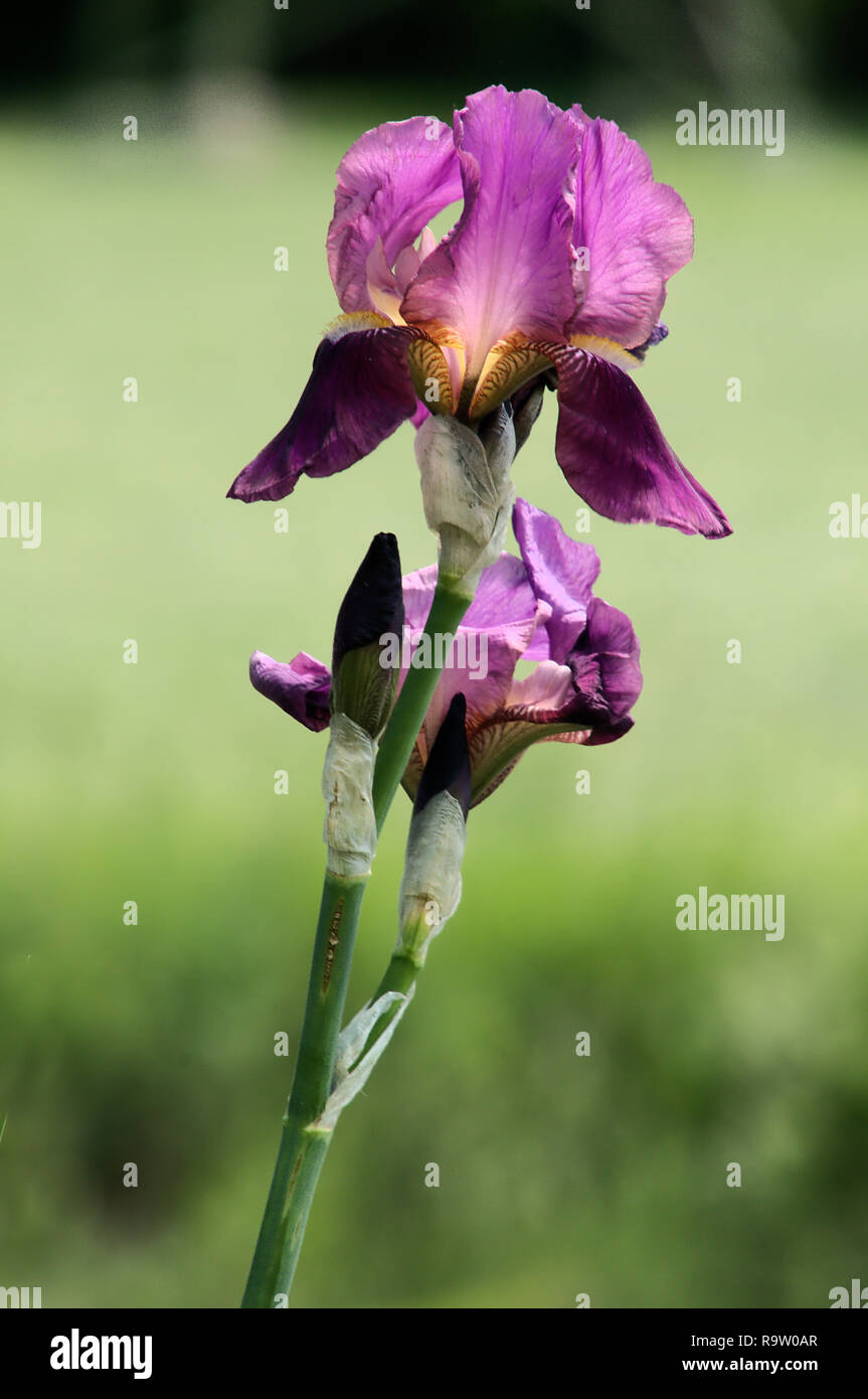 Purple bearded iris flowering in Swiss alpine village of Berschis Stock ...
