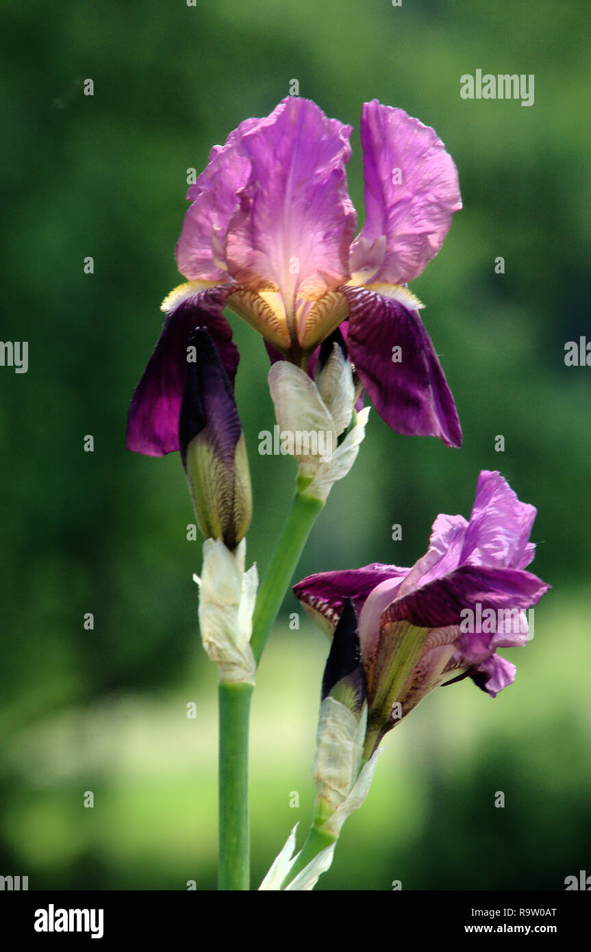 Purple bearded iris flowering in Swiss alpine village of Berschis Stock ...