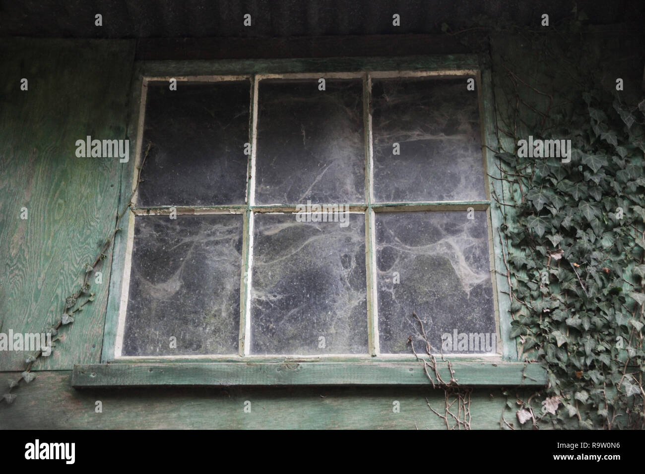 An old shed window with cobwebs on the panes and ivy growing up the ...