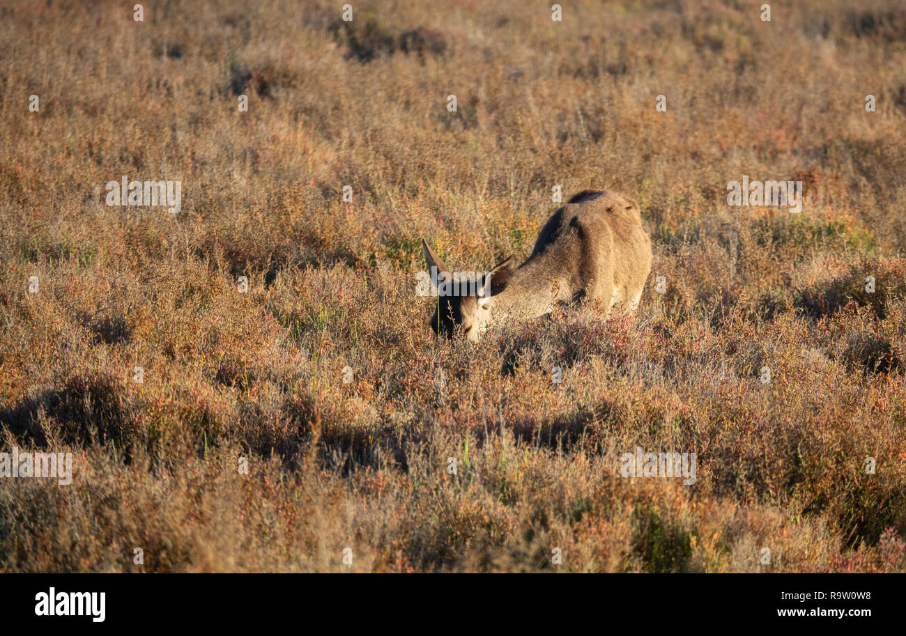 Front view of female deer feeding in the bush Stock Photo - Alamy