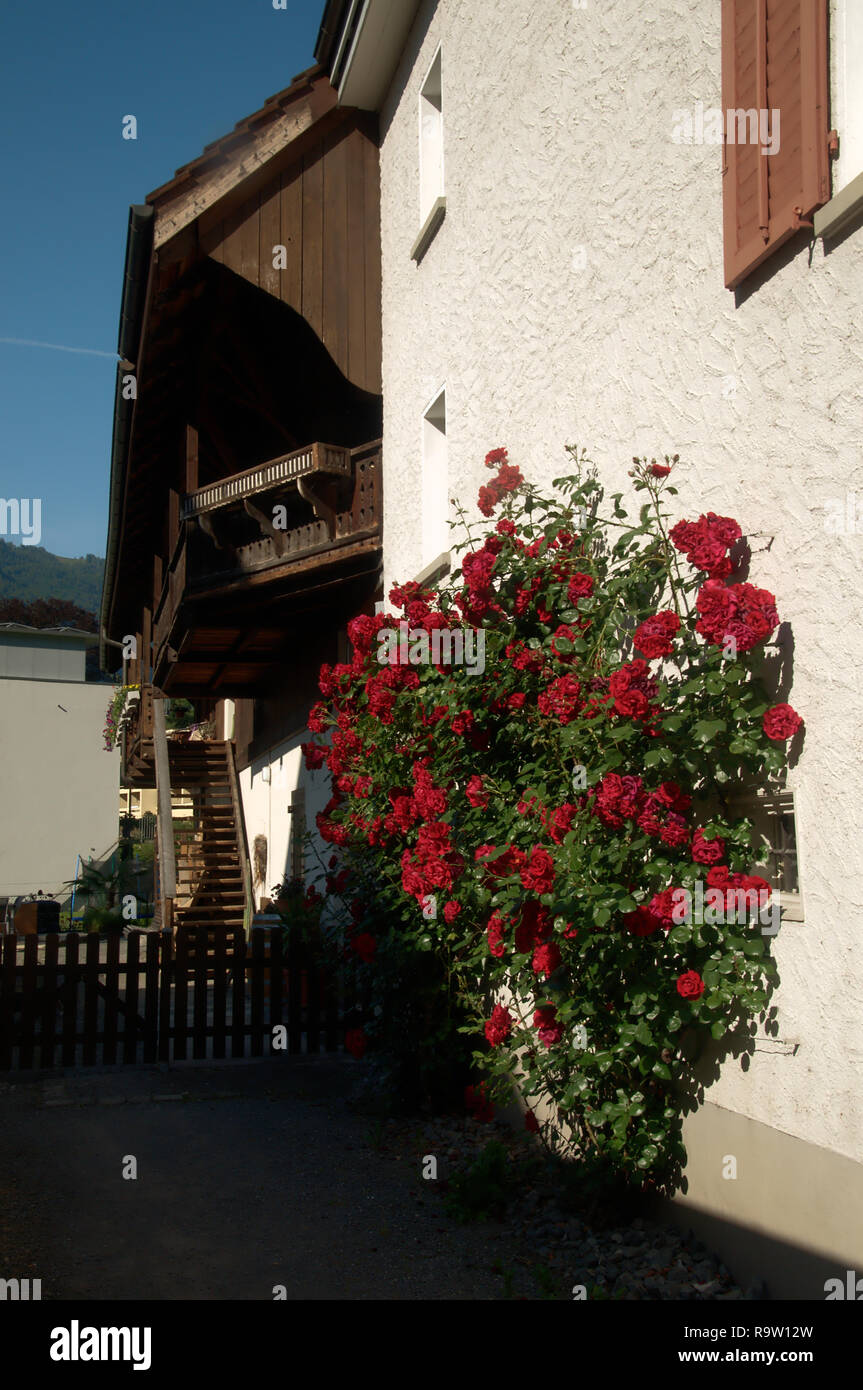 Red climbing rose in Summer against old house, Walenstadt, Swiss Alps ...