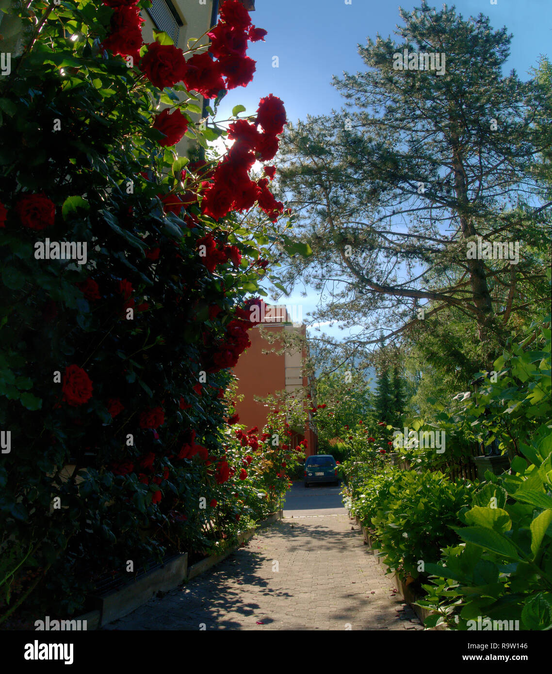 Red climbing rose in Summer garden, Walenstadt, Swiss Alps Stock Photo ...