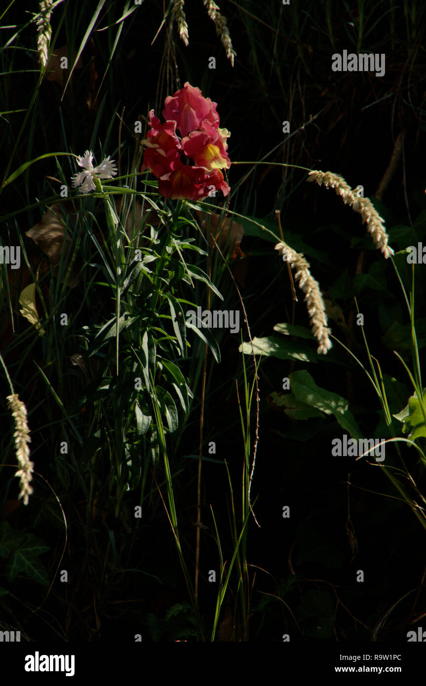 Snapdragon antirrhinum sp hi-res stock photography and images - Alamy