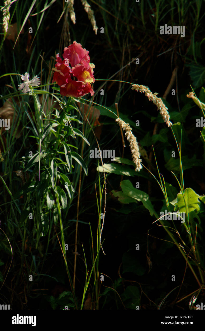Naturalised snapdragon (Antirrhinum sp.) on rock outcrop in Switzerland ...