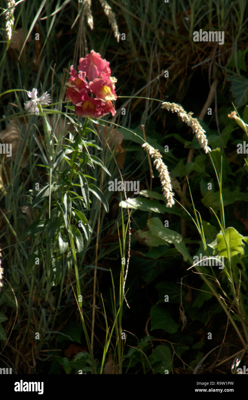 Naturalised snapdragon (Antirrhinum sp.) on rock outcrop in Switzerland ...