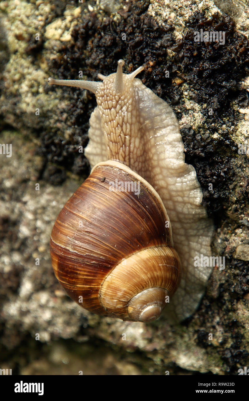 Helix pomatia; edible snail on gardem wall in Switzerland Stock Photo ...
