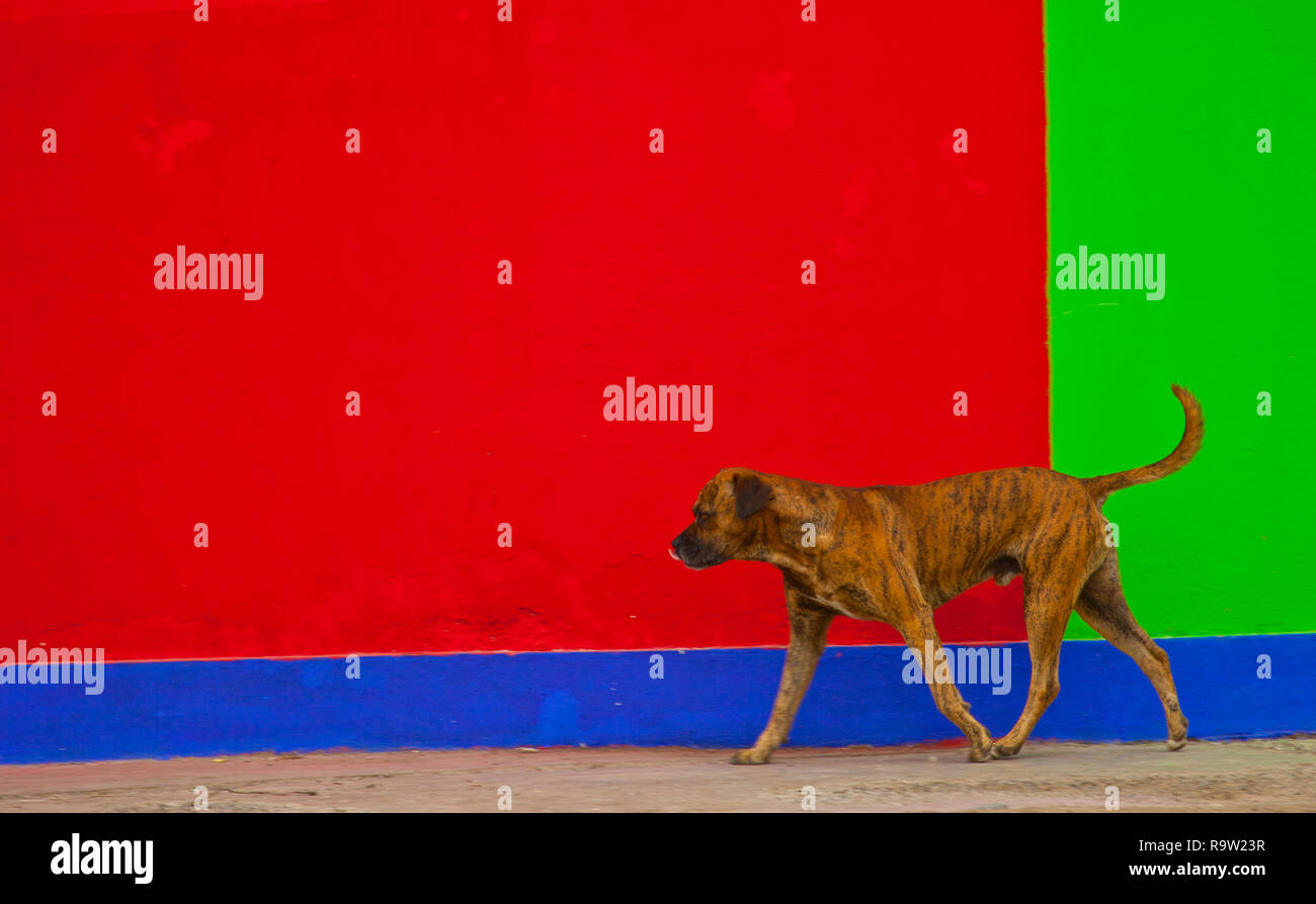 A dog passing in front of colorful walls near the harbour of Lima in ...