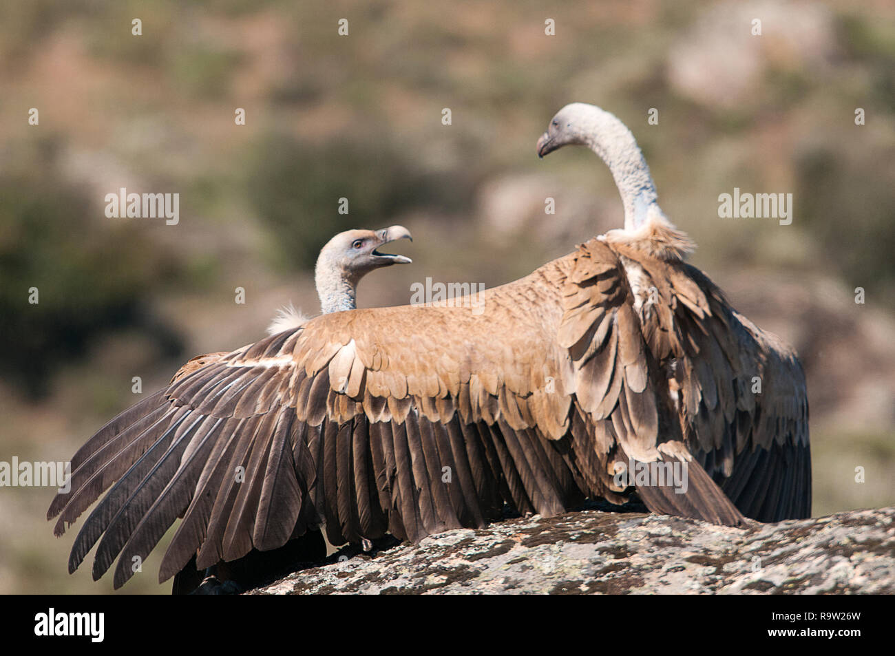 Griffon vulture, Gyps fulvus, large birds of prey sitting on the stone ...