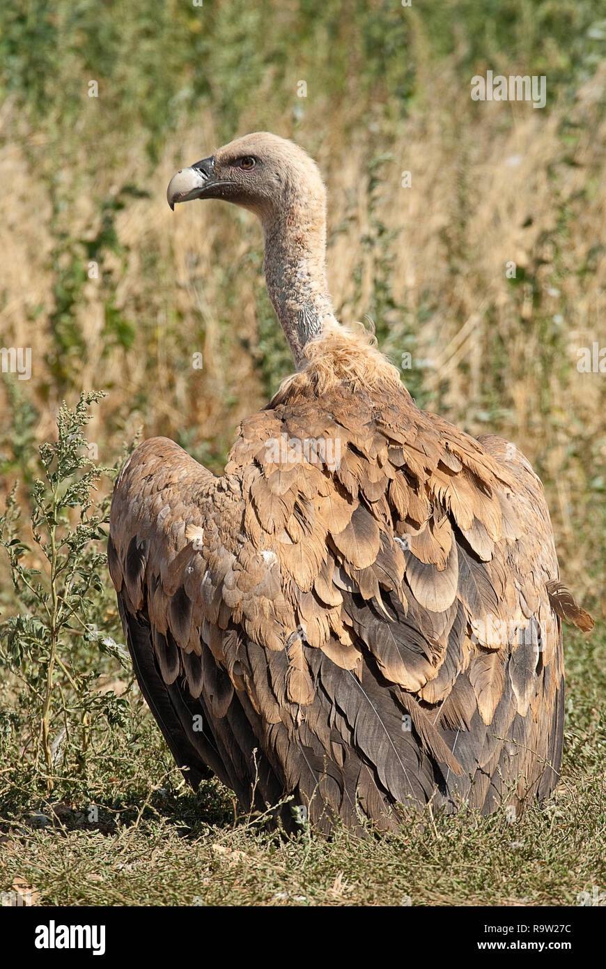 Griffon vulture, Gyps fulvus, raptor bird carrion portrait Stock Photo ...