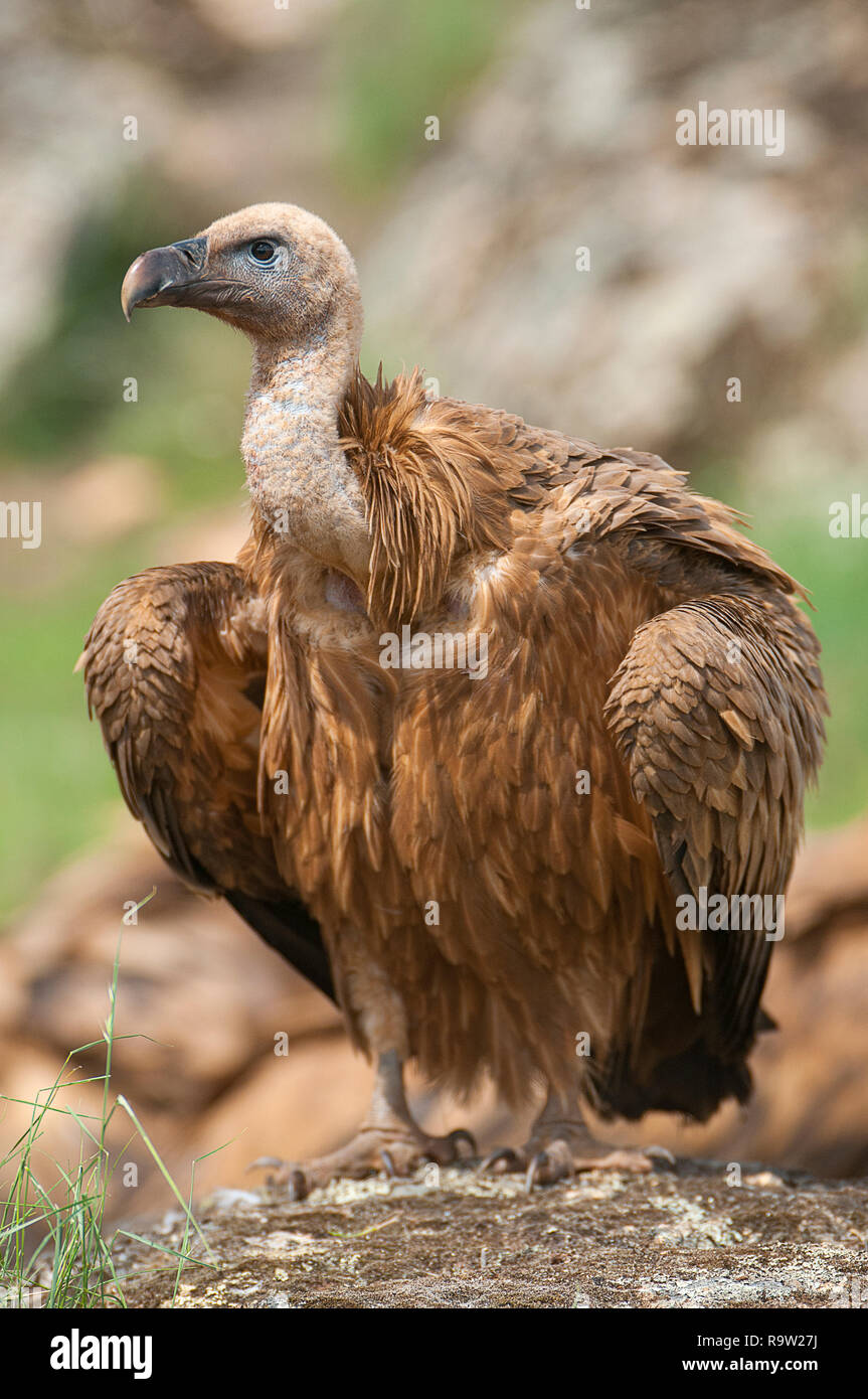 Griffon vulture, Gyps fulvus, raptor bird carrion portrait Stock Photo ...