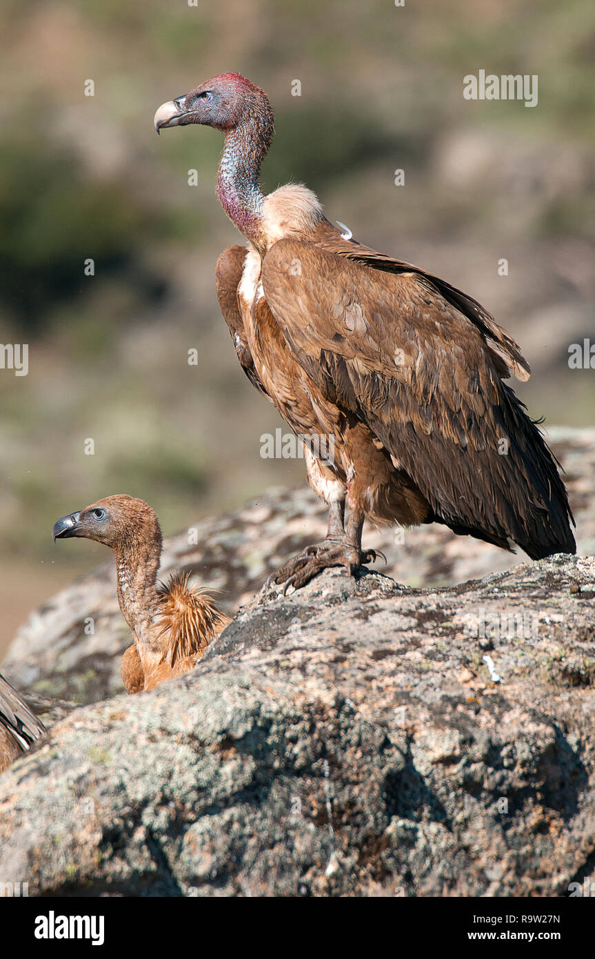 Carrion Eating Raptor High Resolution Stock Photography and Images - Alamy