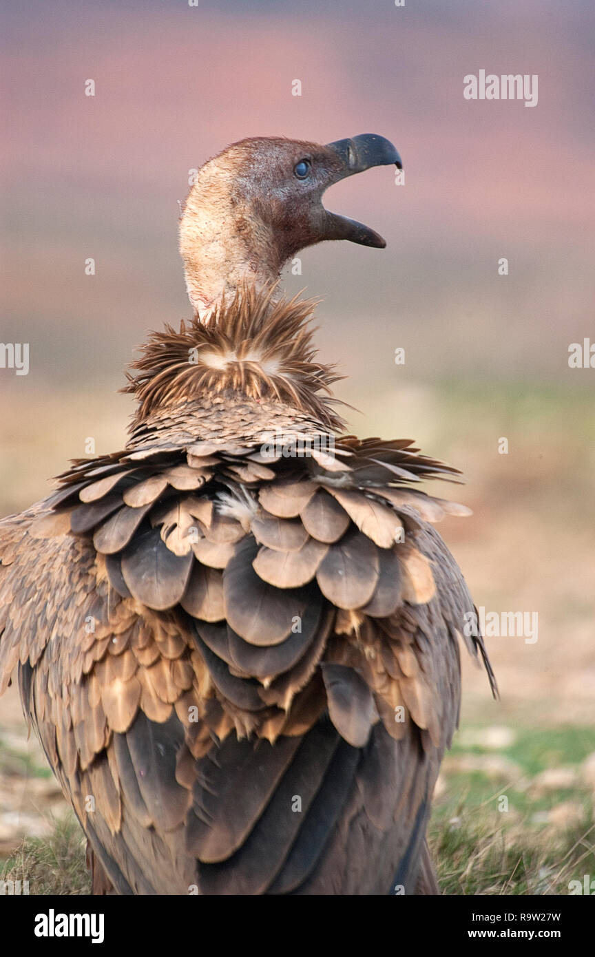 Griffon vulture, Gyps fulvus, raptor bird carrion portrait Stock Photo ...