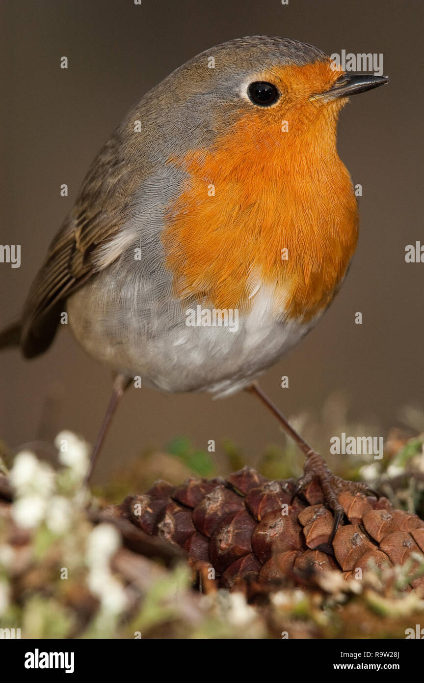 Robin - Erithacus rubecula, bird close-up Stock Photo - Alamy