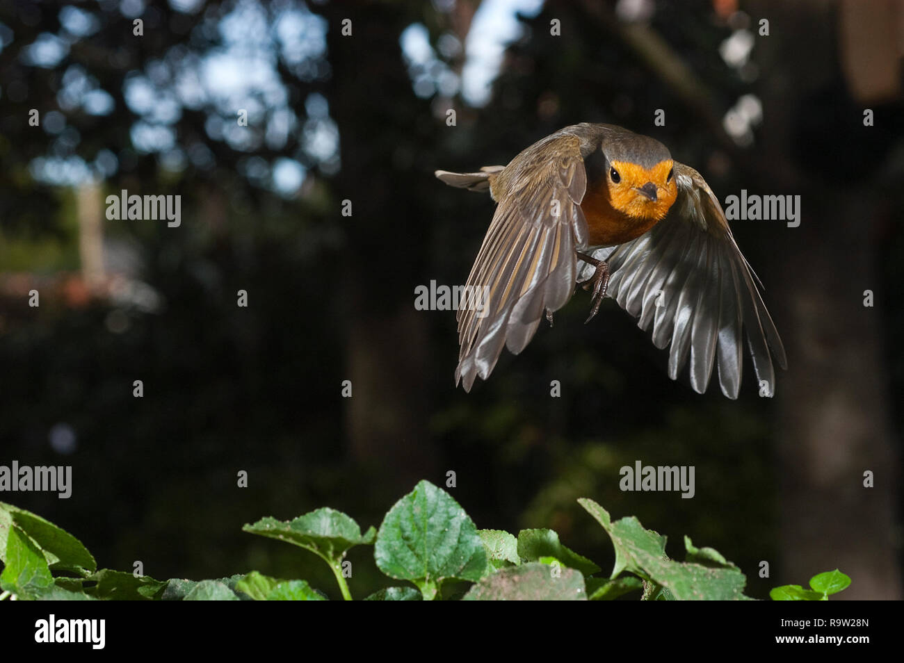 Red robin flying hi-res stock photography and images - Alamy