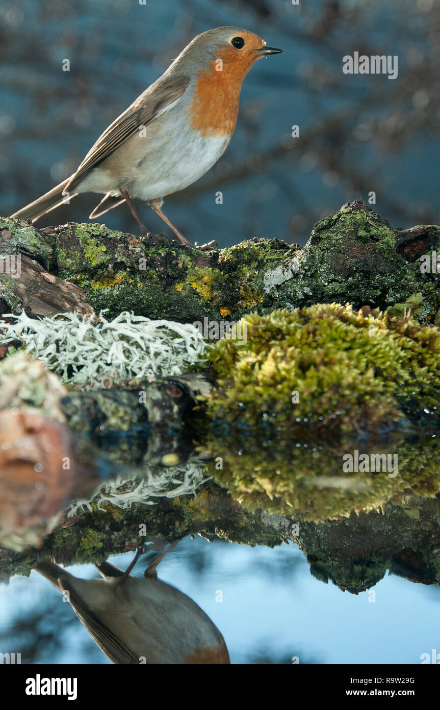 Robin bird ground hi-res stock photography and images - Alamy