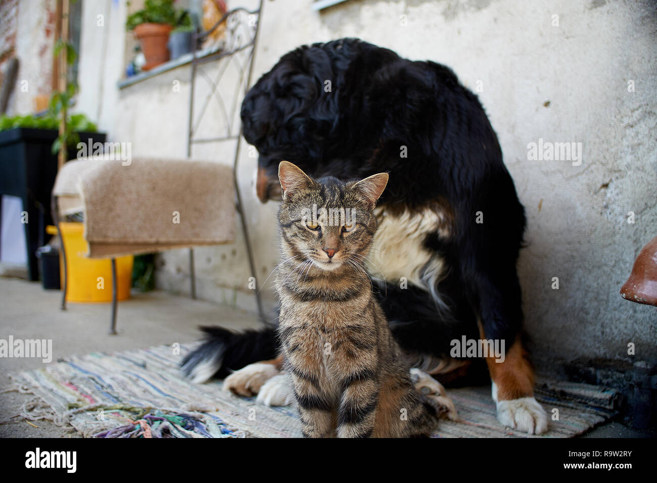Bernese Hound High Resolution Stock Photography and Images - Alamy