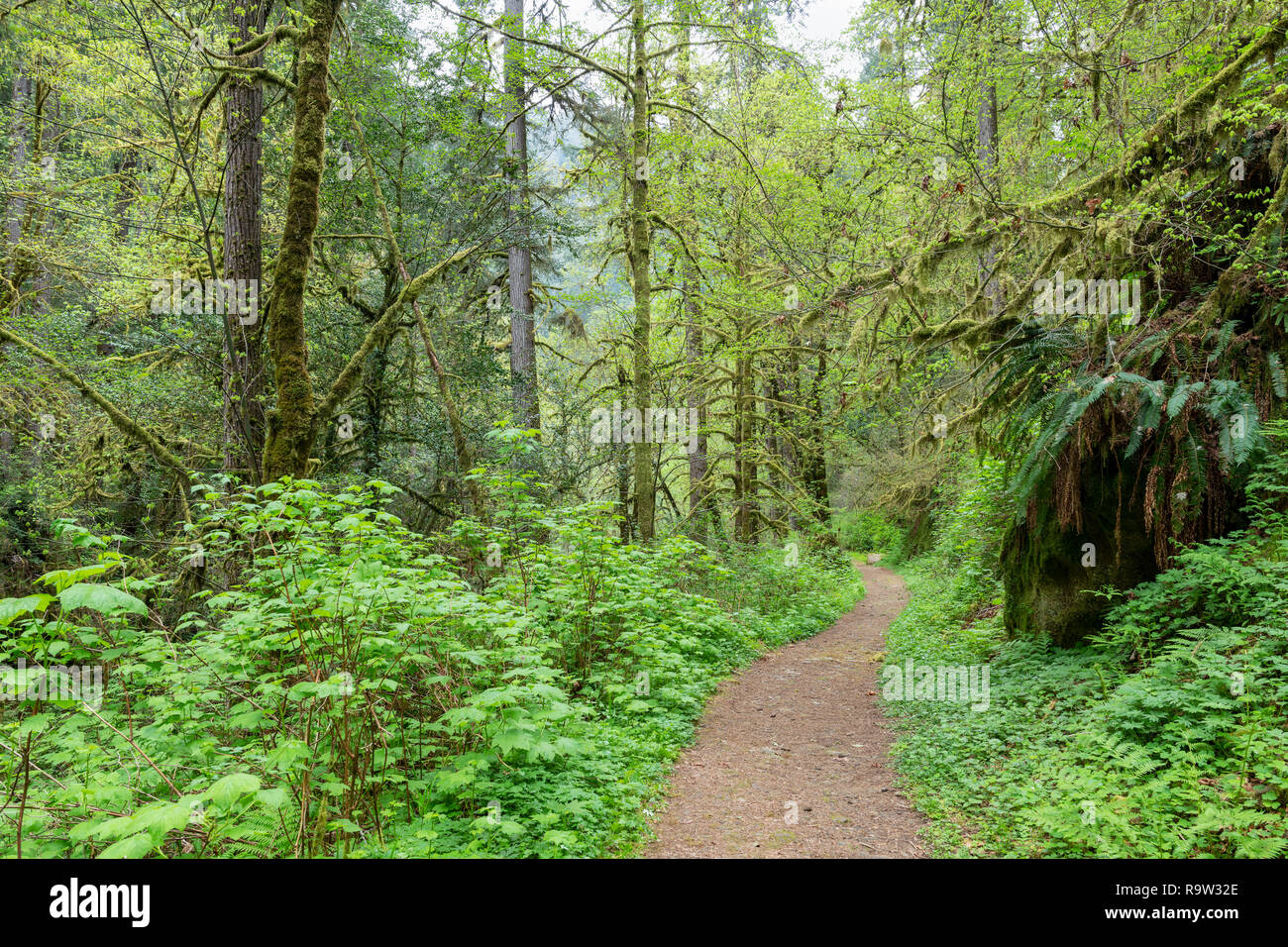Hiking trail through the rain forest at Golden and Silver Falls State ...