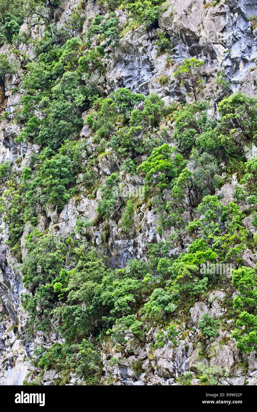 Trees and bushes growing on tiny ledges on a cliff face in the Picos de ...