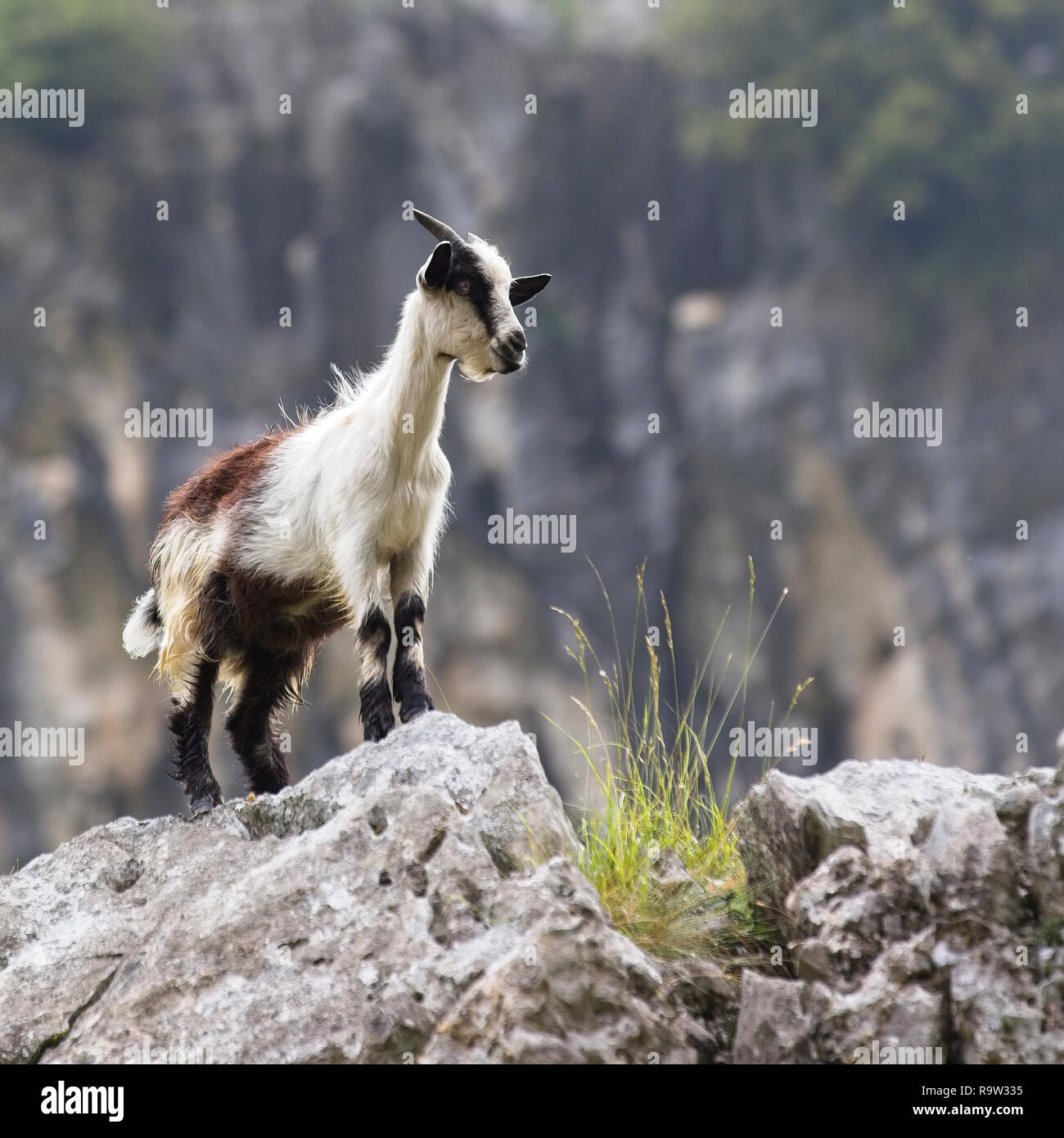 Feral mountain goat hi-res stock photography and images - Alamy