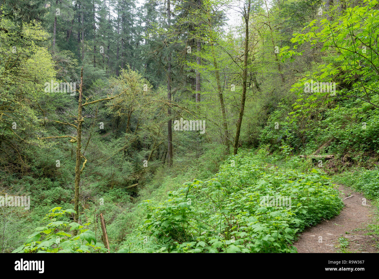 The Silver Falls trail through the rain forest at Golden and Silver ...