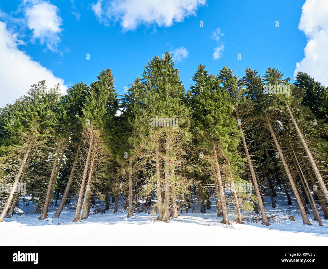 Pines in snow on hi-res stock photography and images - Alamy