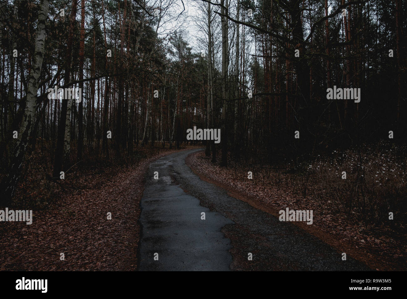 path thorugh the wood in Brandenburg, Germany Stock Photo - Alamy path thorugh the wood in Brandenburg, Germany Stock Photo - Alamy