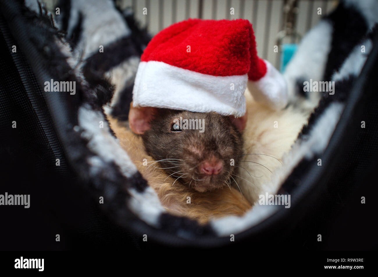 Fancy agouti-colored hooded pet rat wearing a Santa Claus hat for ...